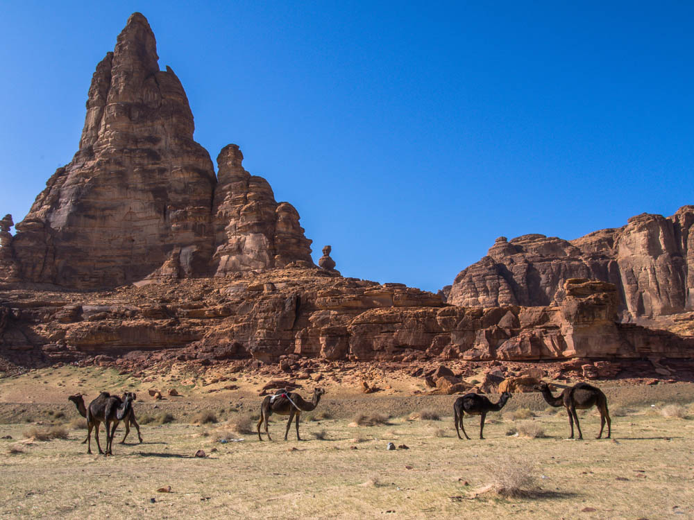 Striveme صخرة على هيئة فيل تجذب السياح الى مدينة العلا، تدعوك الى زيارتها والتمتع بروعة معالم